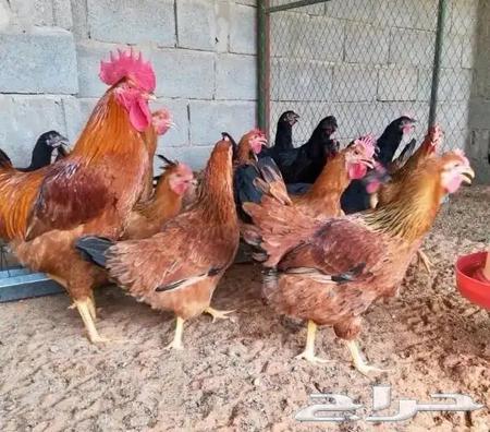 دجاج أمريكي أحمر جامبو