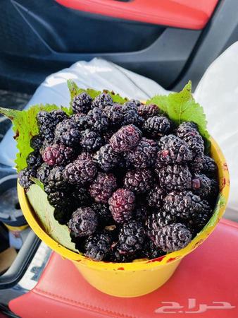 توت احمر بلدي