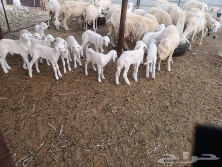 غنم وبهم وخروف