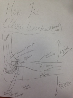 the anatomy of the elbow/ Tennis Elbow by michael4evan - Infogram