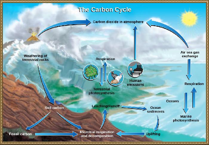 Slow carbon cycle by saharlovesyou - Infogram