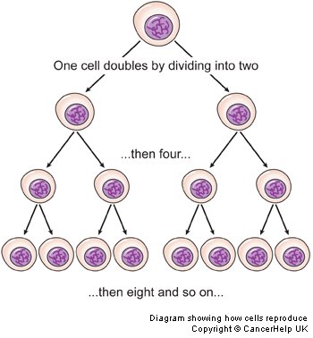 Cellular Processes by school - Infogram