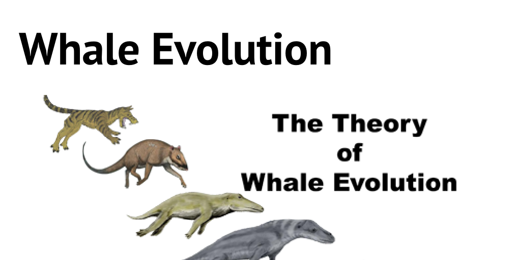 Whale Evolution by wave28 - Infogram
