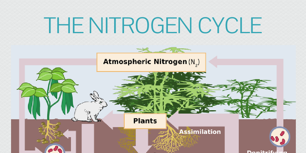 Nitrogen Cycle Diagram With Steps Explained Teachoo