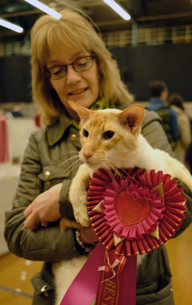 Photos from the Governing Council for the Cat Fancy show in Reading