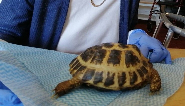 Tortoises come out of their shells to visit the residents of a Runcorn ...