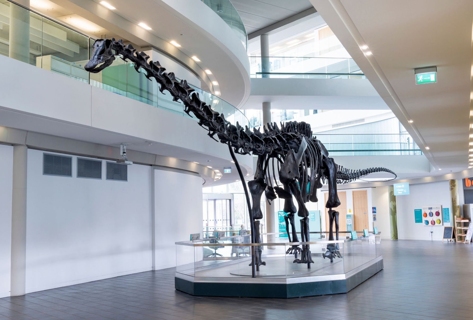 Dippy the Dinosaur will not reopen in Rochdale | InYourArea News