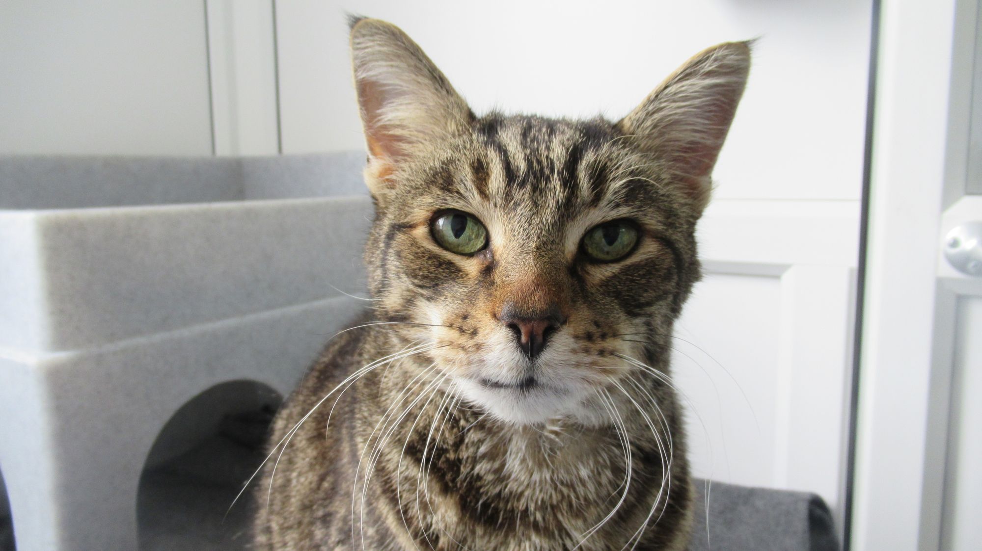 Cats Protection s Dereham Adoption Centre Are Looking For A Forever Cats Protection s Dereham Adoption Centre Are Looking For A Forever
