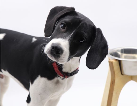 Falmouth company Ruffter launches new high end dog feeding stations ...