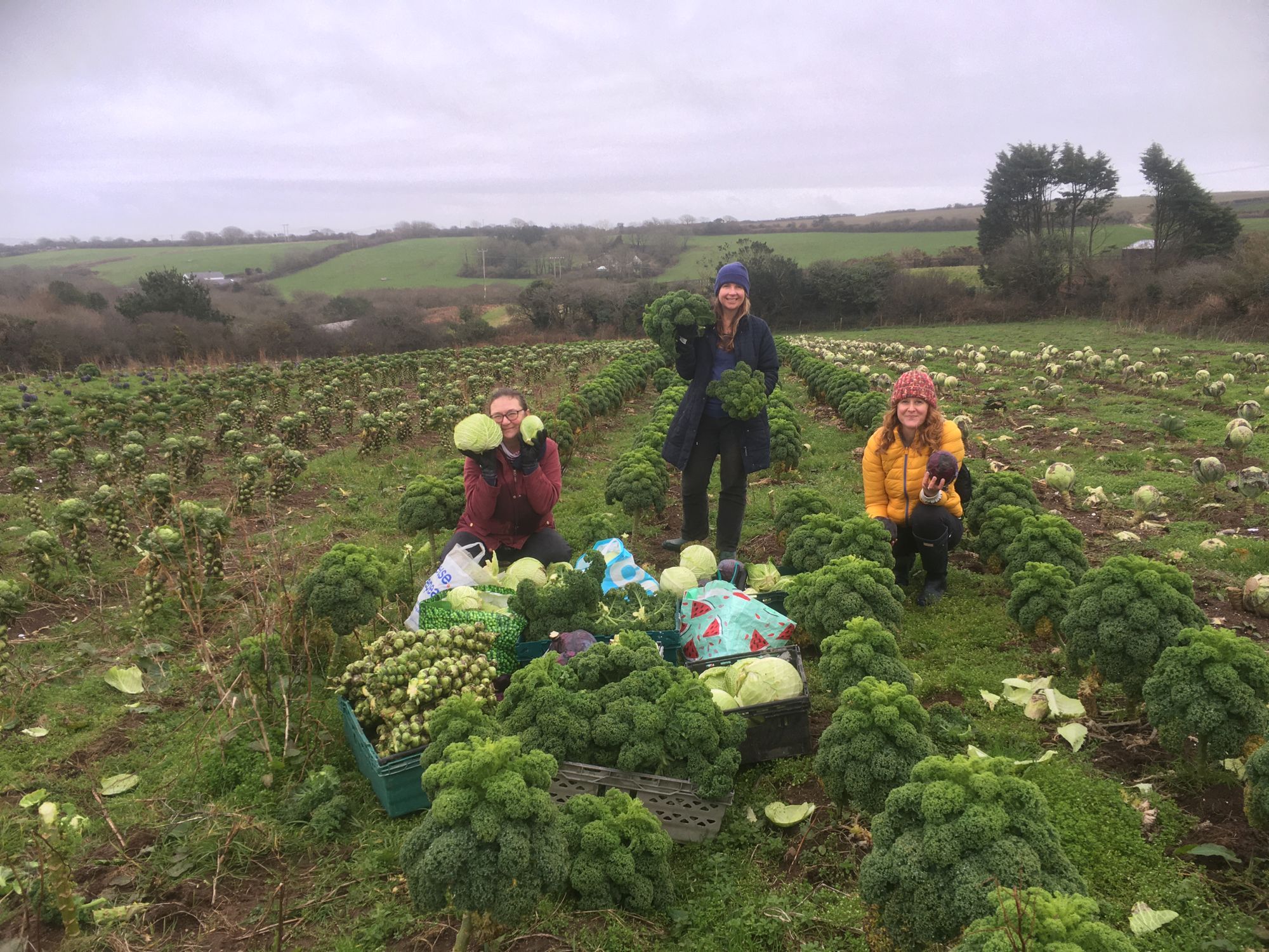 Old age practice of gleaning to make a come back in Cornwall to stop ...