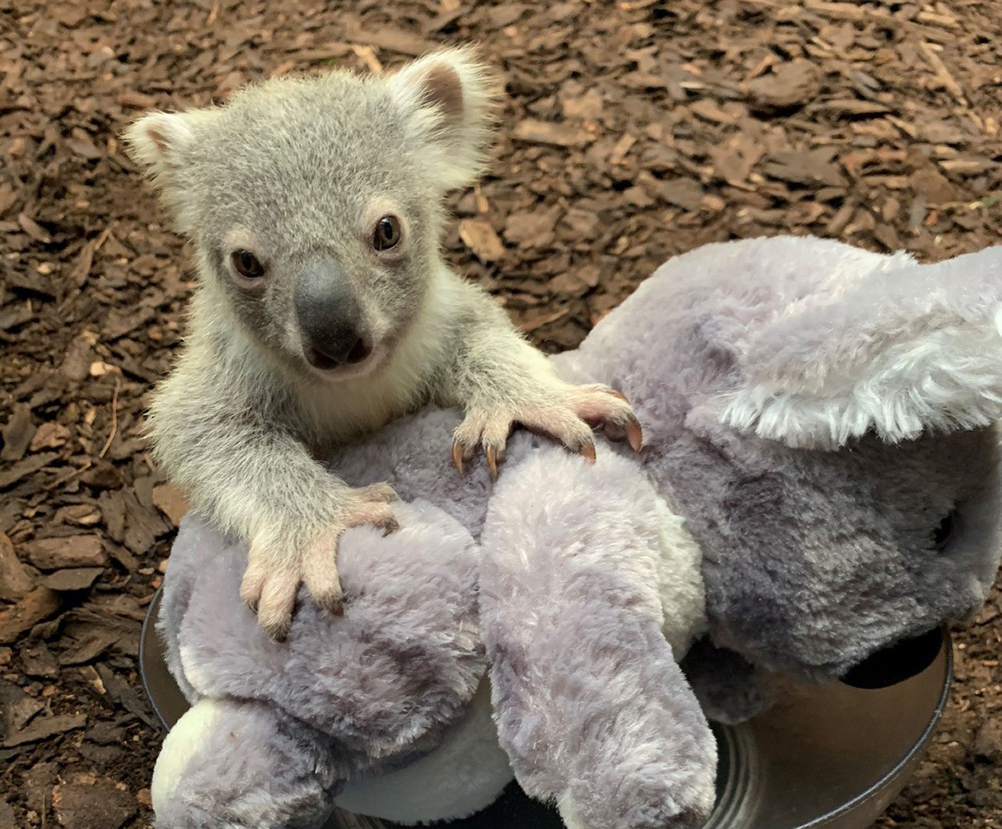 The UK’s only baby koala born at Edinburgh Zoo | National