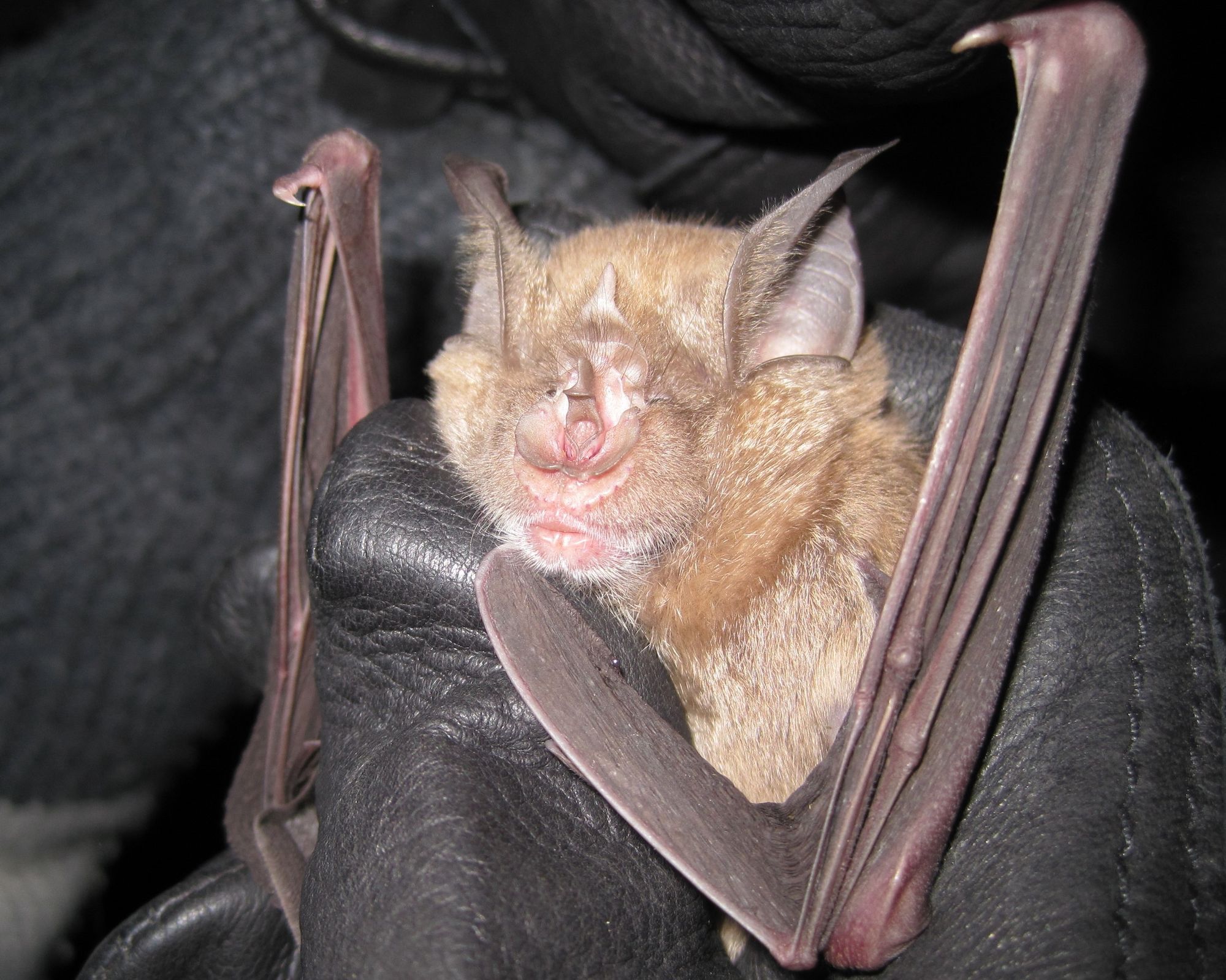 Project shines light on life of rare bats | InYourArea News
