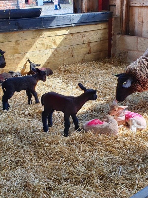 Spring lambs welcome visitors back to Tatton Park Farm | InYourArea ...