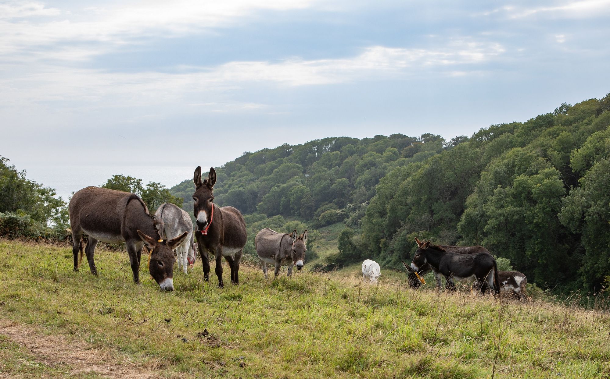 Run for donkeys in the world’s biggest marathon | InYourArea News