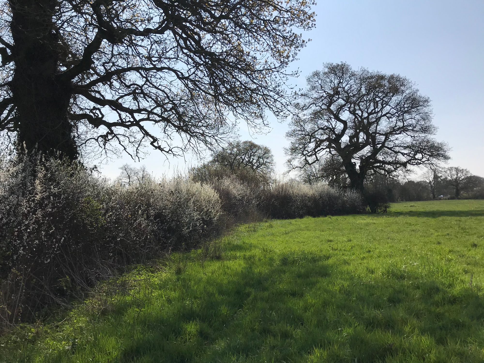 Devon Hedge Awards want your best berries, flowers, fruits and nuts ...