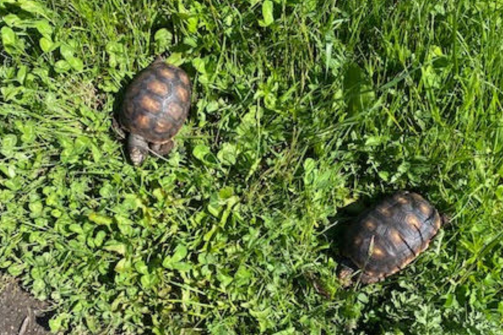 Appeal launched after five dead tortoises are dumped at Barry allotment ...