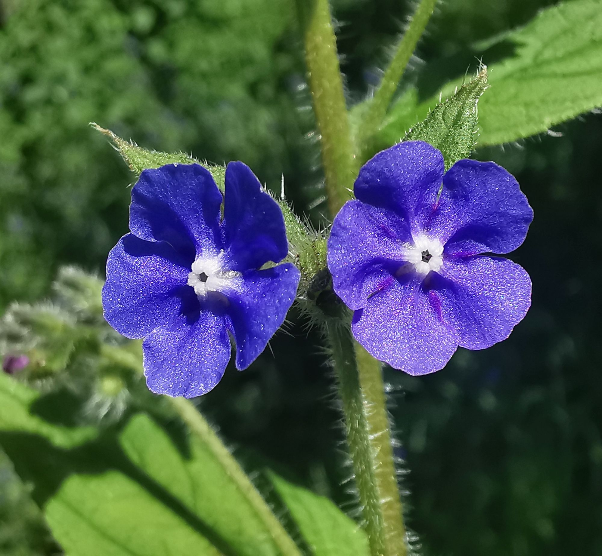 Laughing Badger: Retracing your steps | InYourArea Community