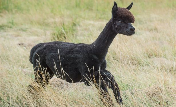 Why Geronimo the alpaca has hit the headlines threatened with death ...
