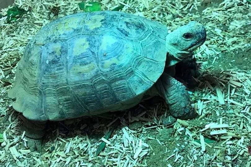 Missing tortoise found just a mile from home after four years away ...