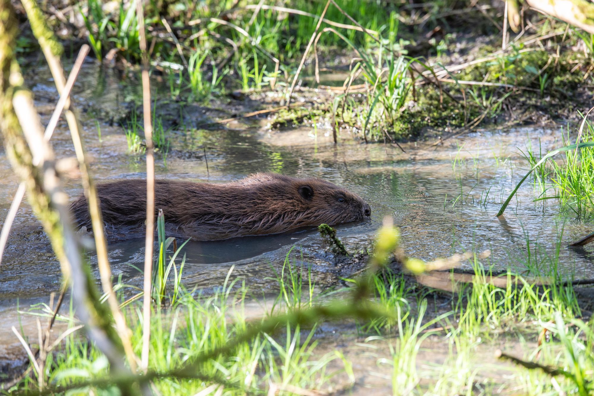 Beavers make a splash with return to London after more than four ...