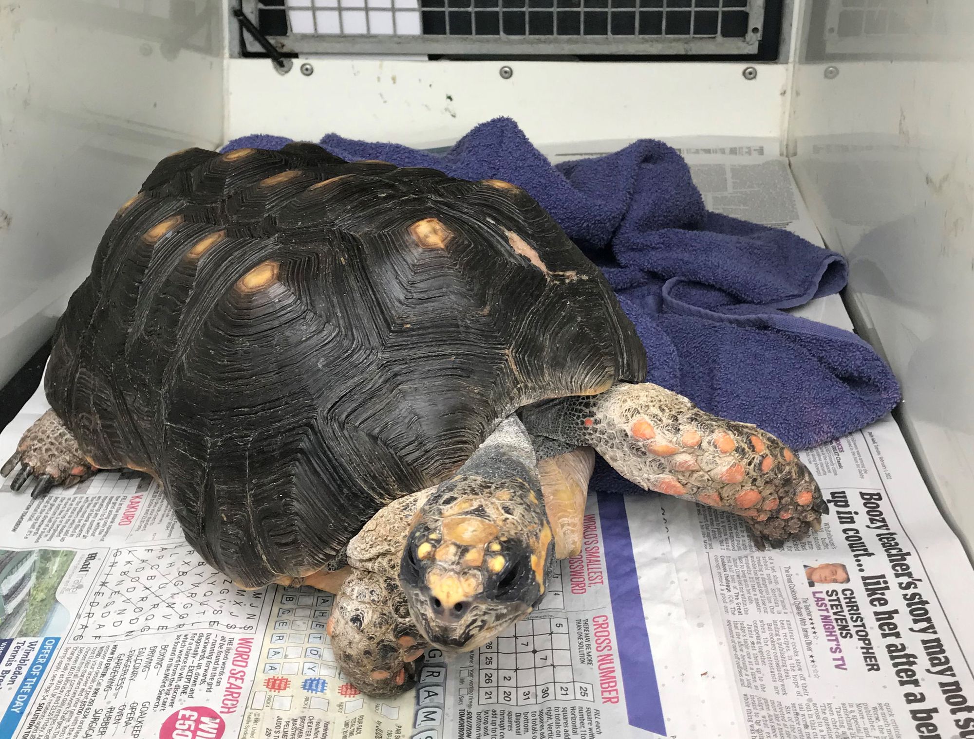 Lost tortoise in good health after being found in a field | National