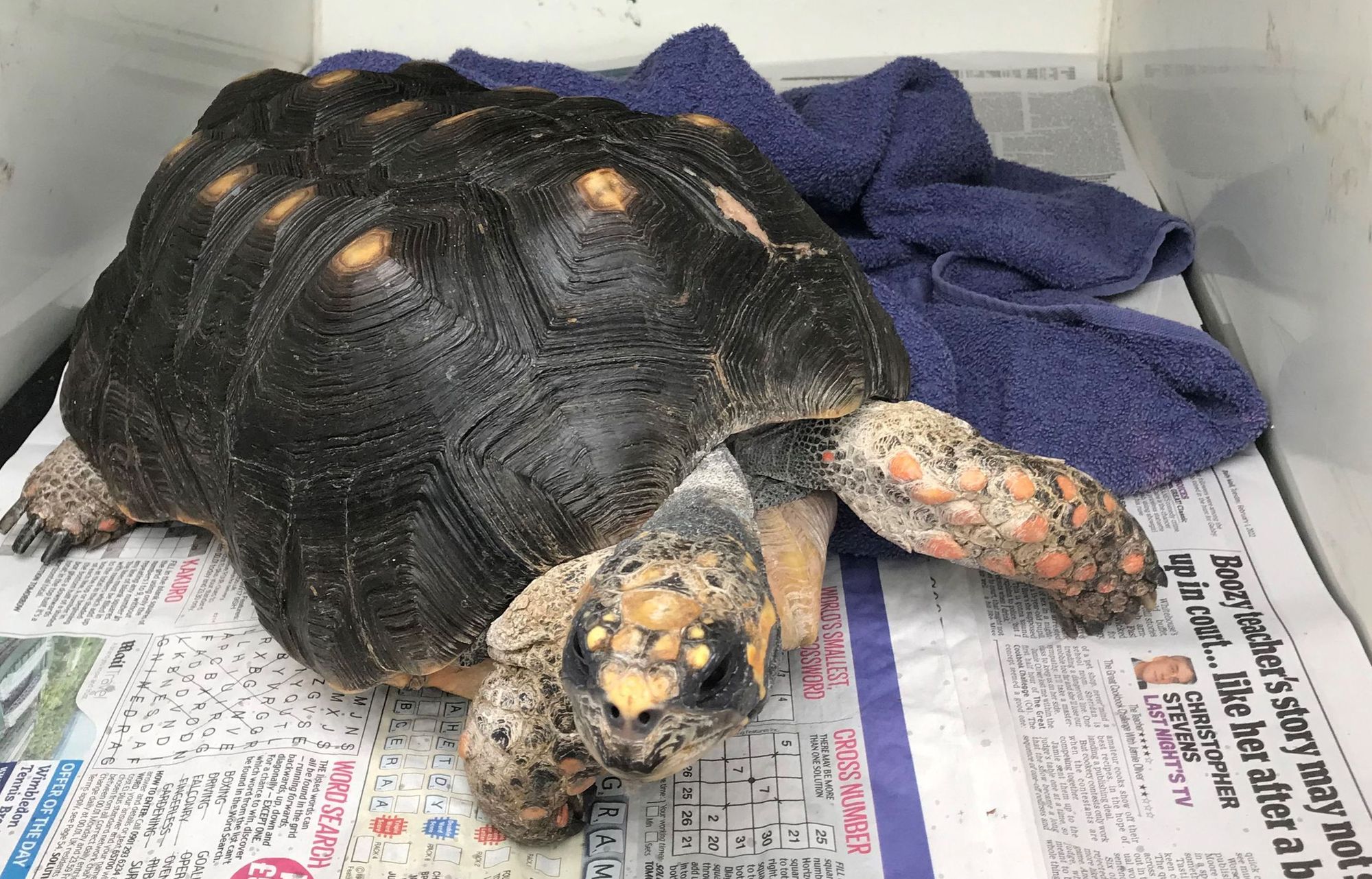 Lost tortoise in good health after being found in a field | National