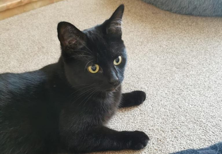 Happy ending for unwanted black cat Zara after long 200-day wait at ...