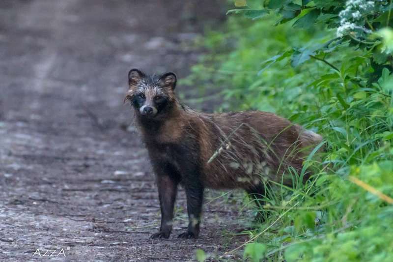 Laughing Badger: Surprising sighting of new invasive species ...