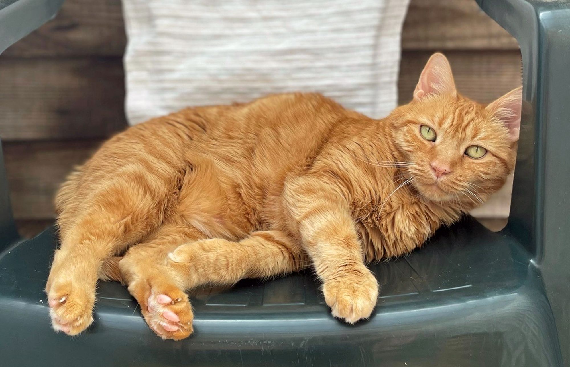 Unsettled Exeter cat needs an understanding owner and space to call her ...