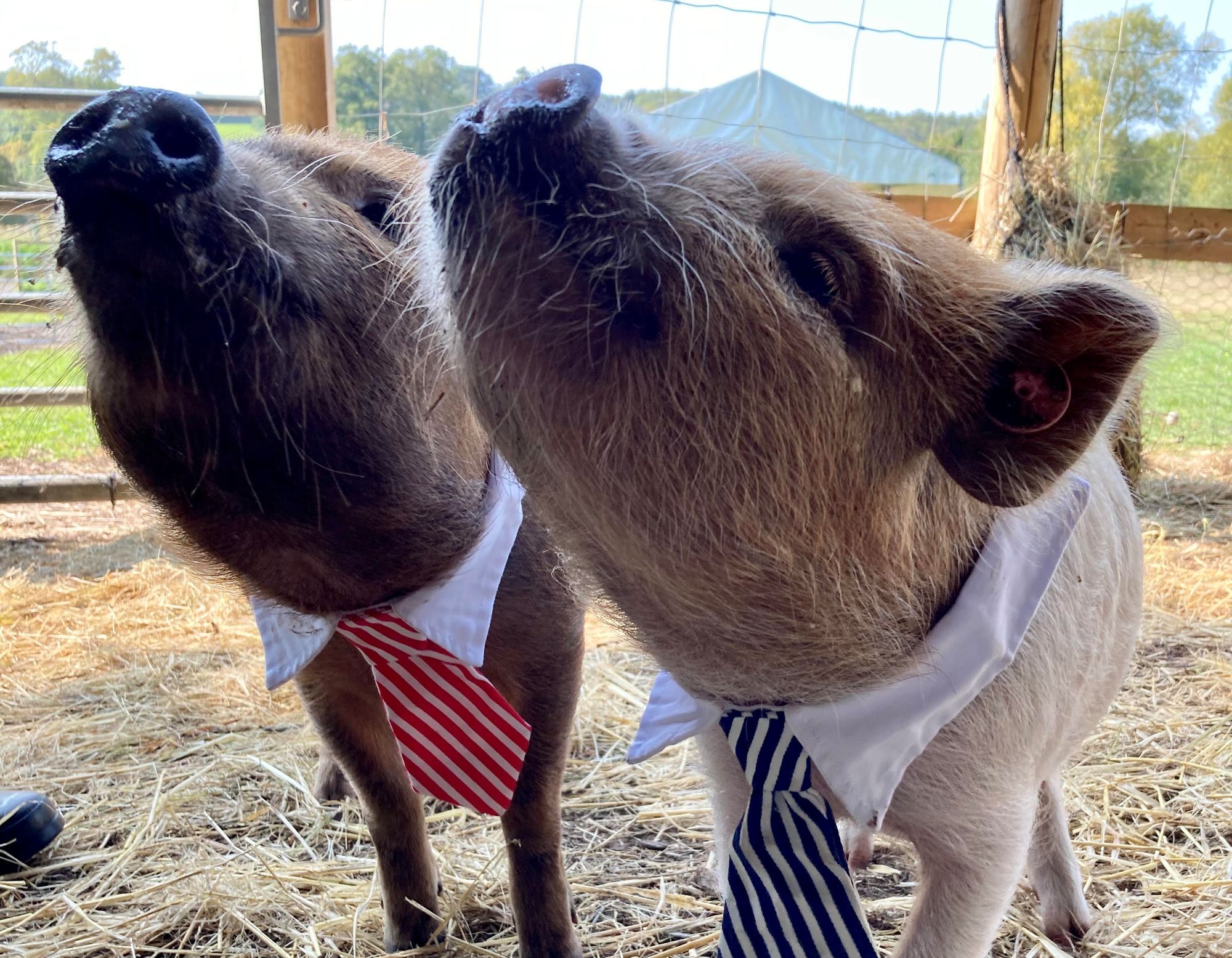 Pupils learn about animal empathy with Amersham's clever, loving pigs ...