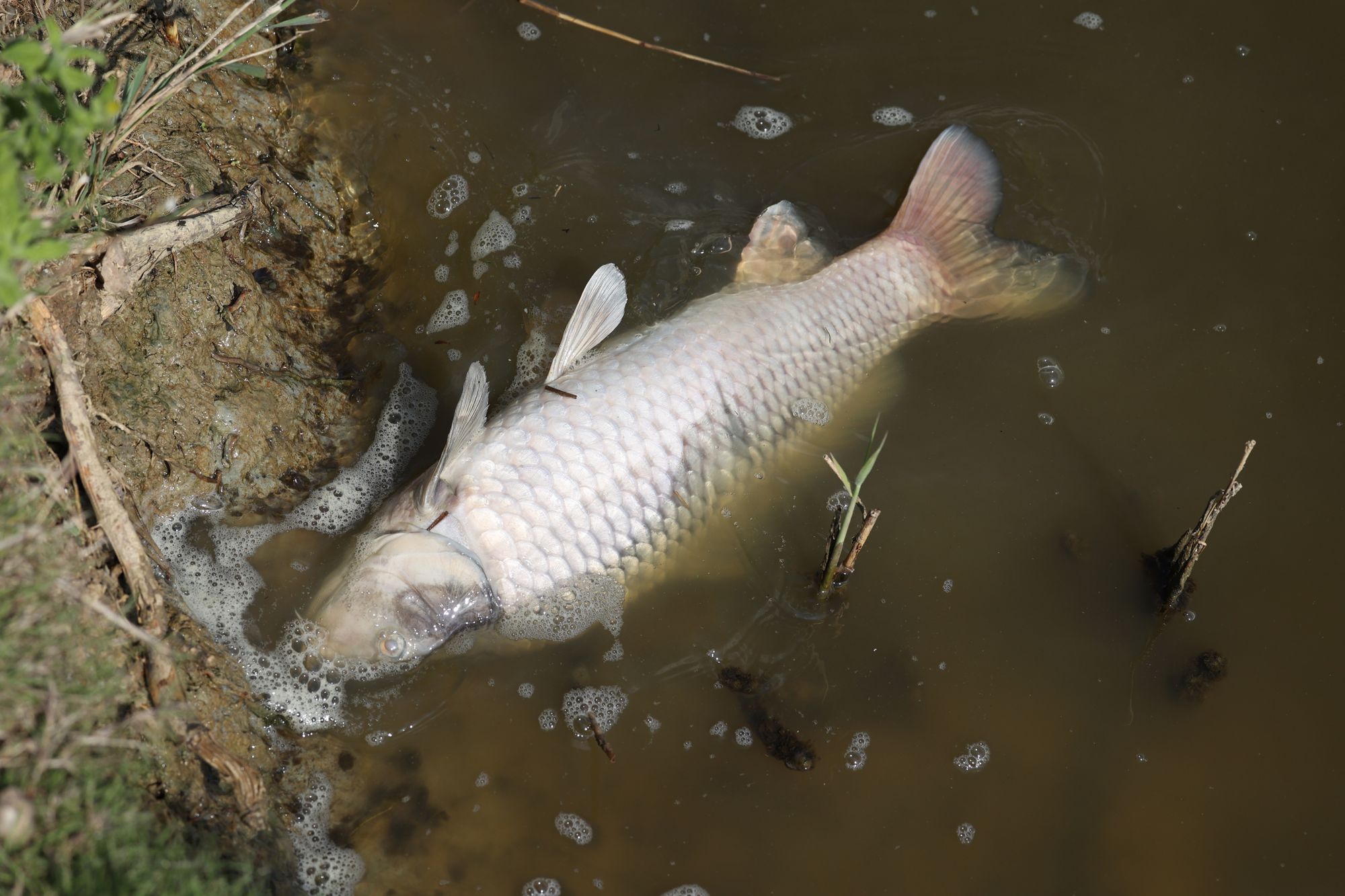 UK Government confirms outbreak of dangerous fish disease in England ...