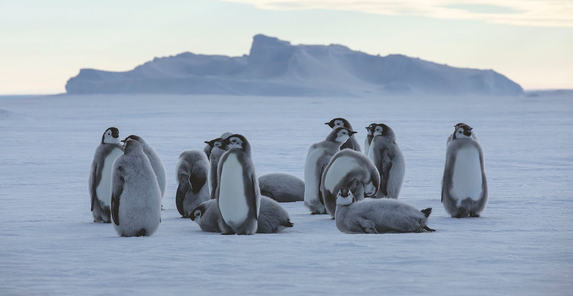 What's On TV: Sir David Attenborough returns in Frozen Planet II | National