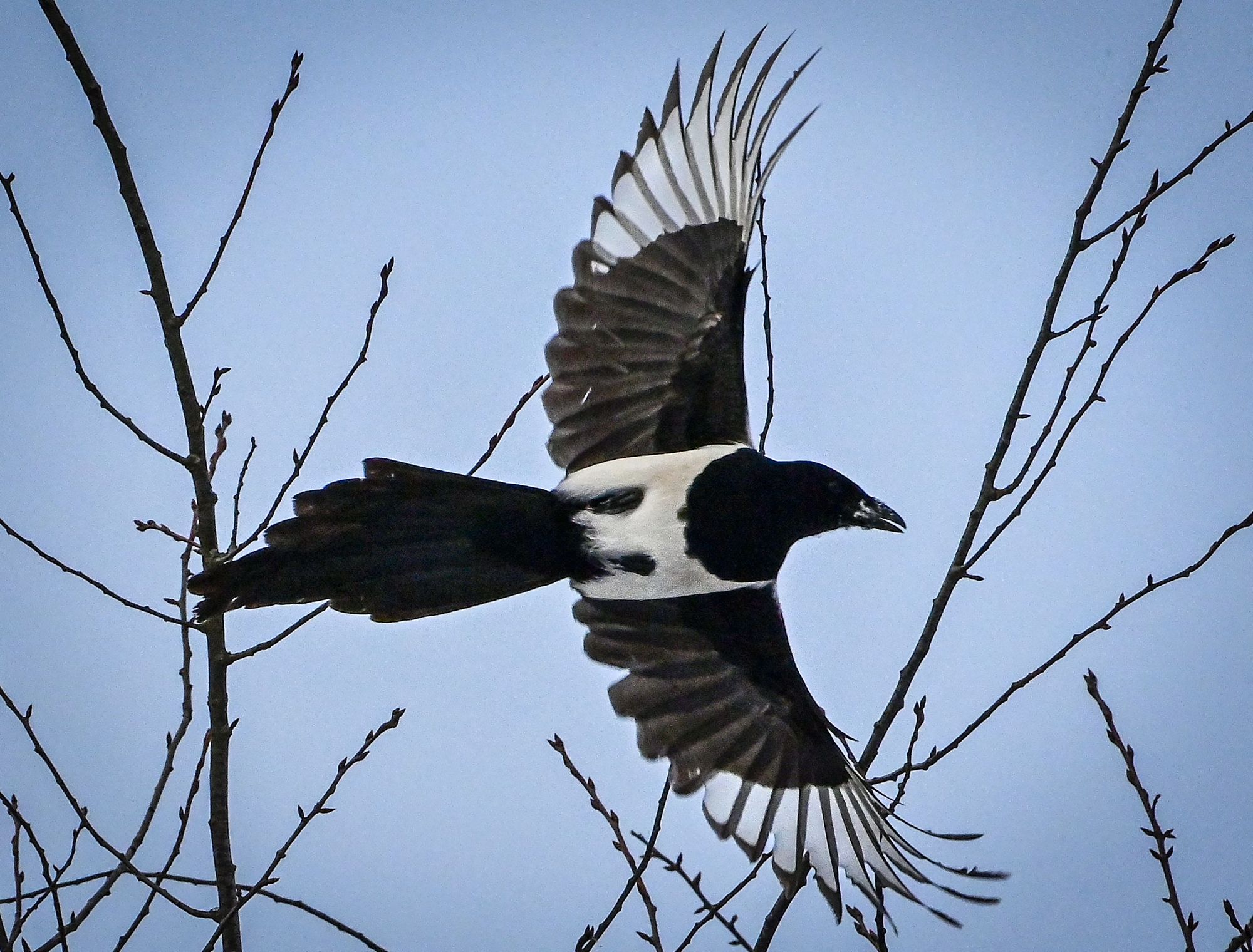 From walking under ladders to magpies - where do superstitions come from? | National