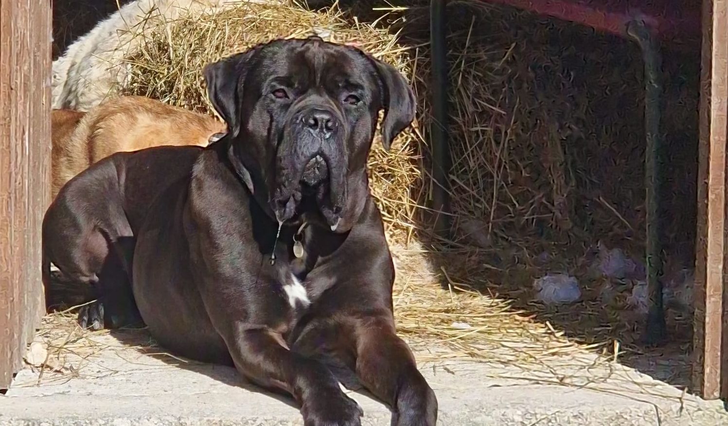 Cornwall: 'Gentle giant' Basher the mastiff finds loving home after two ...