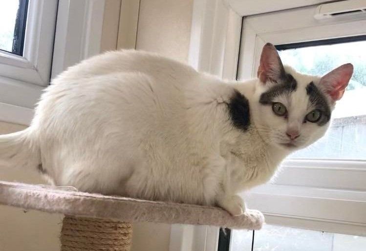 Quirky cat in Staffordshire rescue for 230 days needs a home ...