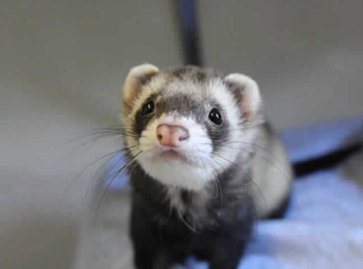 Buckley councillor fosters 46 ferrets under RSPCA 'Adoptober' campaign ...