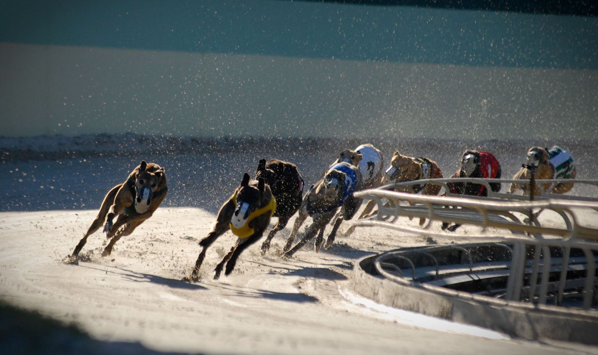RSPCA Cymru appeals for support to end greyhound racing in Wales ...