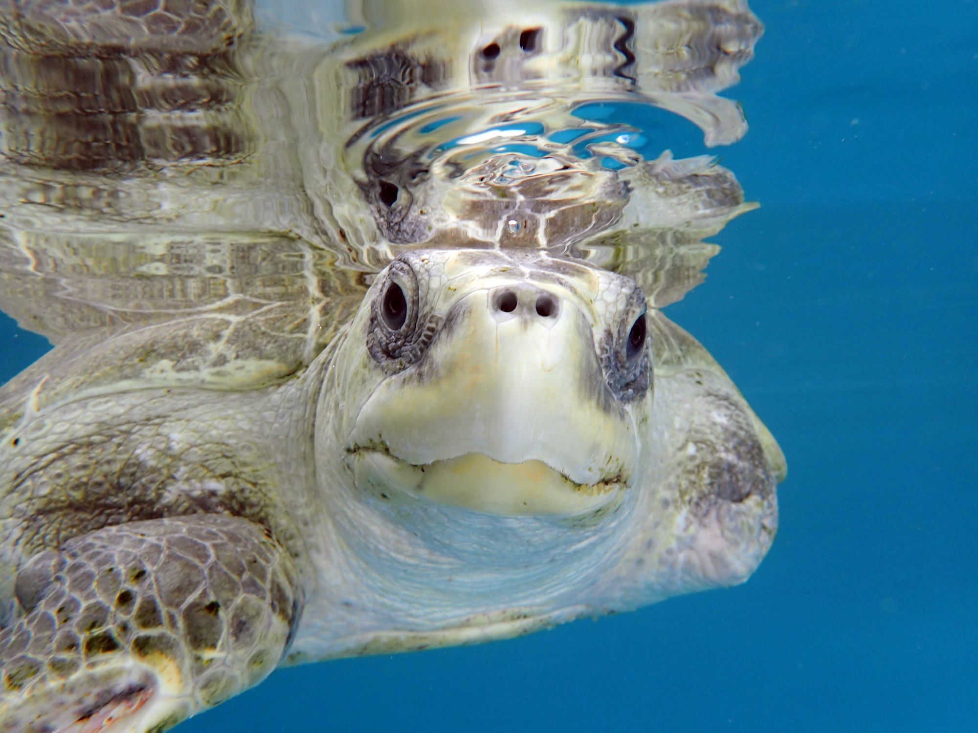 Disabled turtle given new life at Plymouth aquarium | InYourArea Community