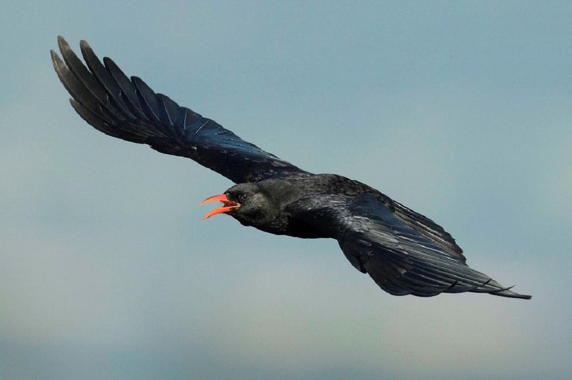 Rare red-billed choughs inspire festive cheer at new Devon residence ...