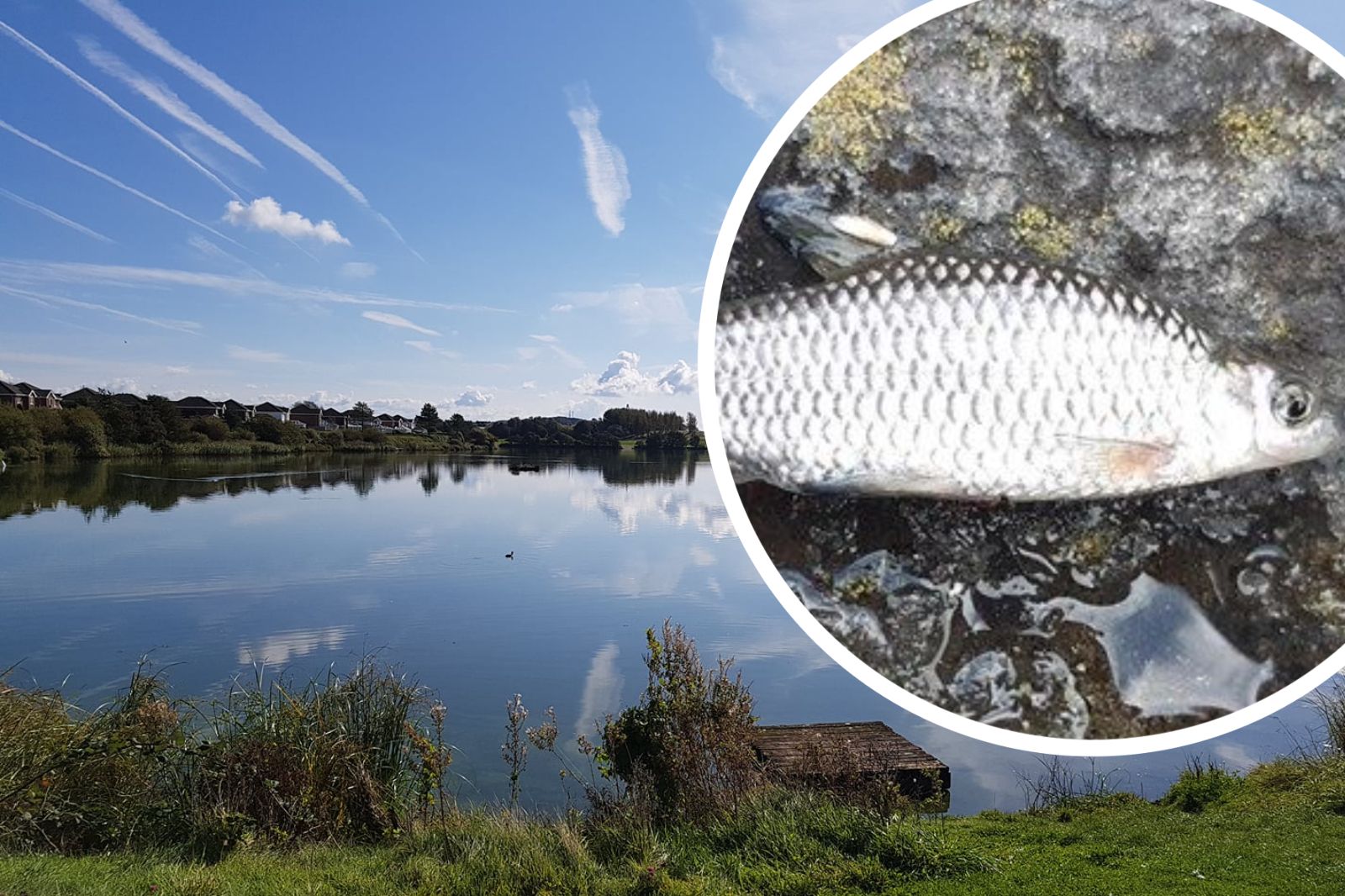 Invasive non-native fish to be eradicated from popular Llanelli lake ...
