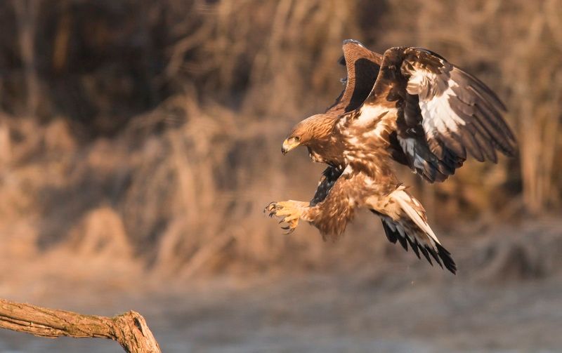 Laughing Badger: Majestic raptor adventure was a birding bucket list ...