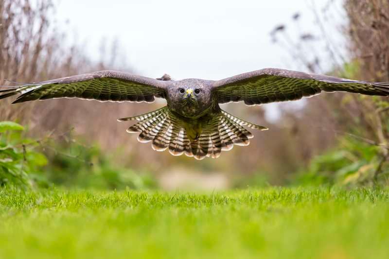 Laughing Badger wildlife: Stunning bird of prey sighting was a 'thing ...