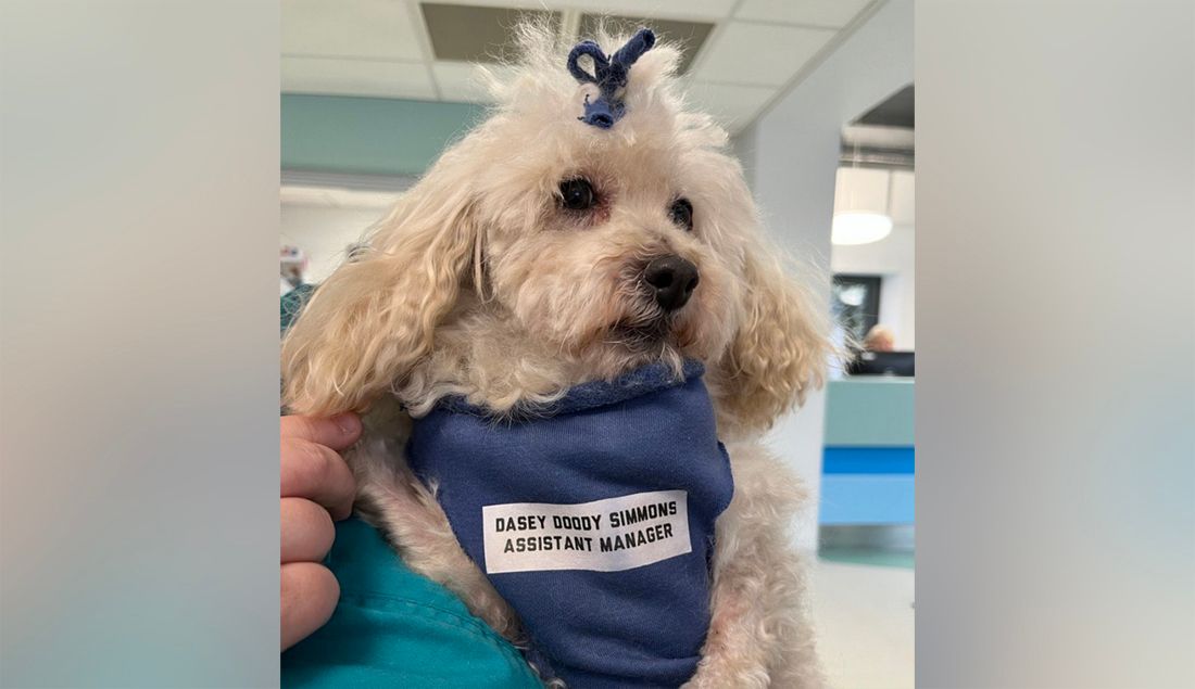 Miniature poodle cheats death after being trapped in burning kitchen ...