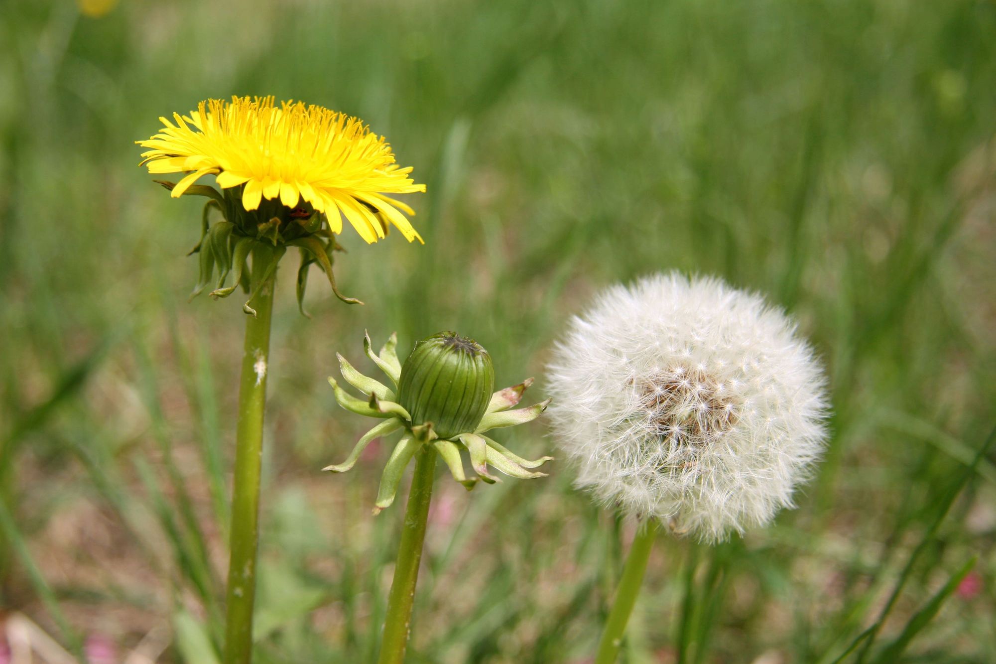 The surprising connection between weeds and insects and why you shouldn ...