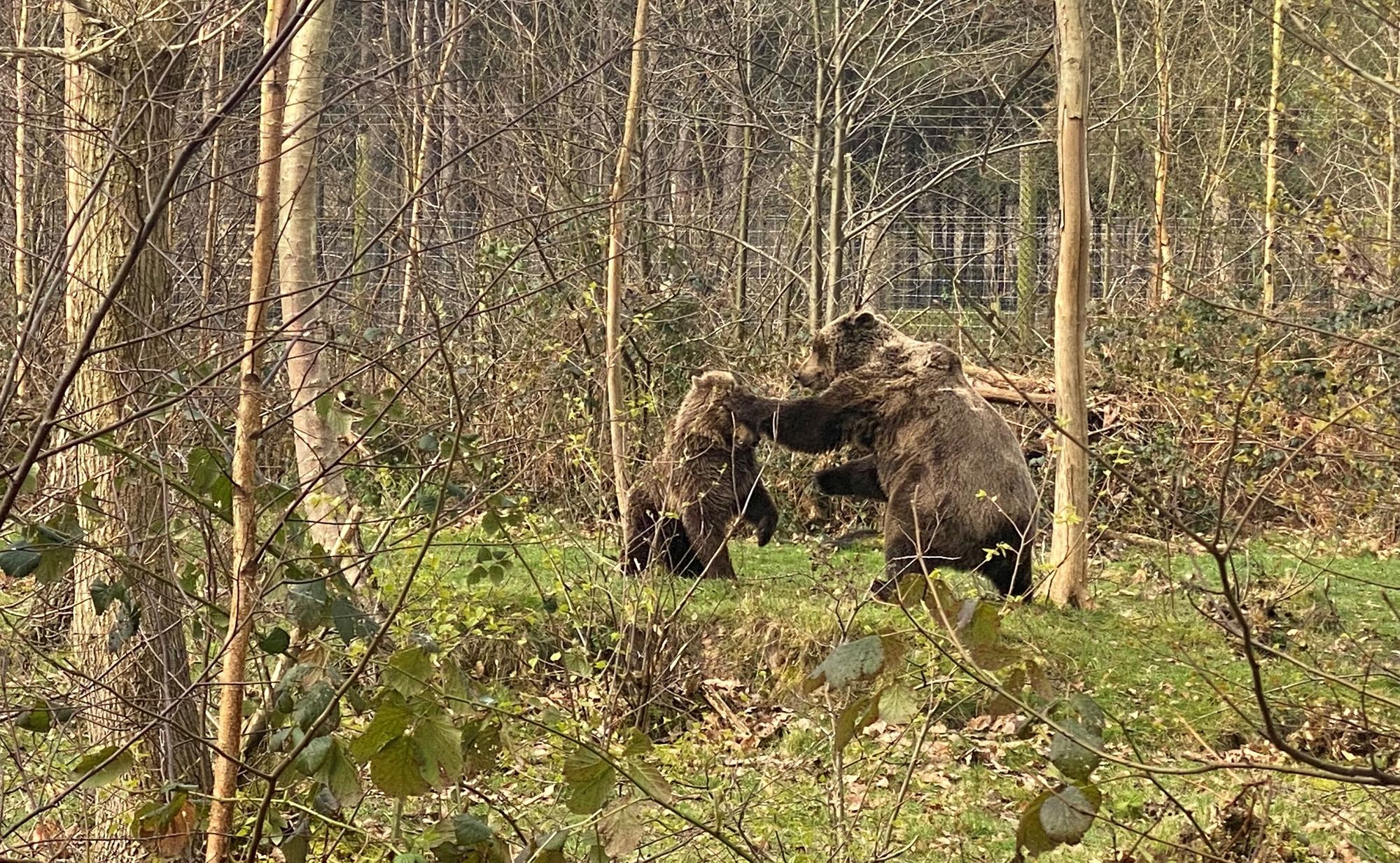 Rejected Boki had to learn bear behaviours at Kent wildlife park ...