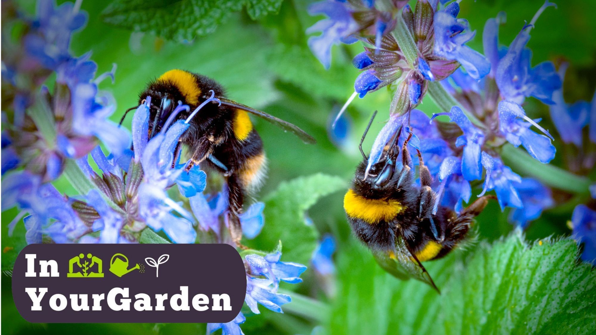 Air pollution is not just a human problem - bees are feeling it too ...