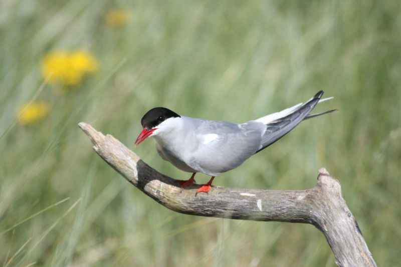 Wildlife: The twists and turns of amazing acrobats | InYourArea Community