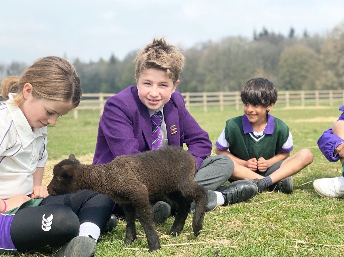 Pupils celebrate birth of new lambs at Hertfordshire school ...