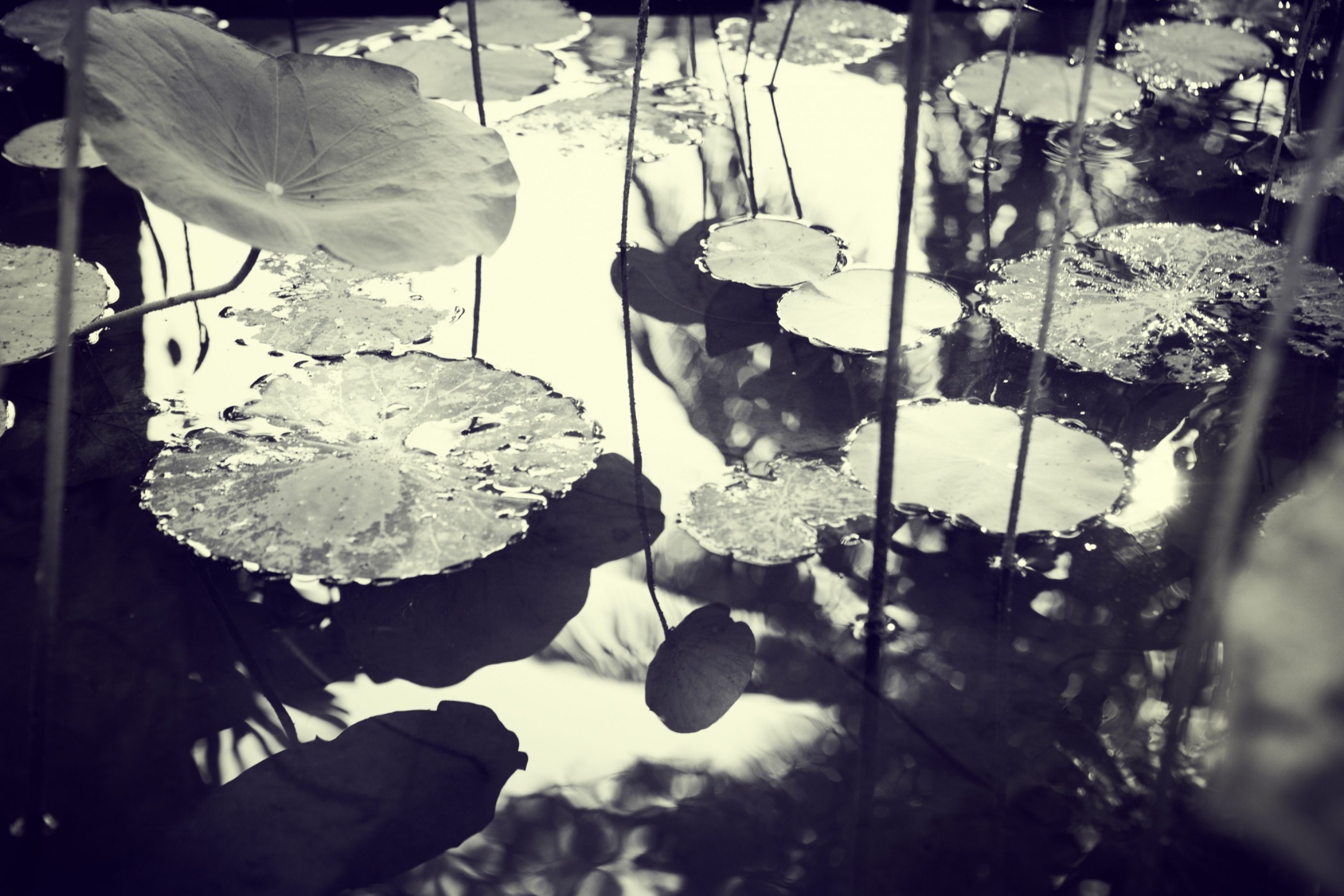 Raffles Hotels & Resorts | Jenny Zarins