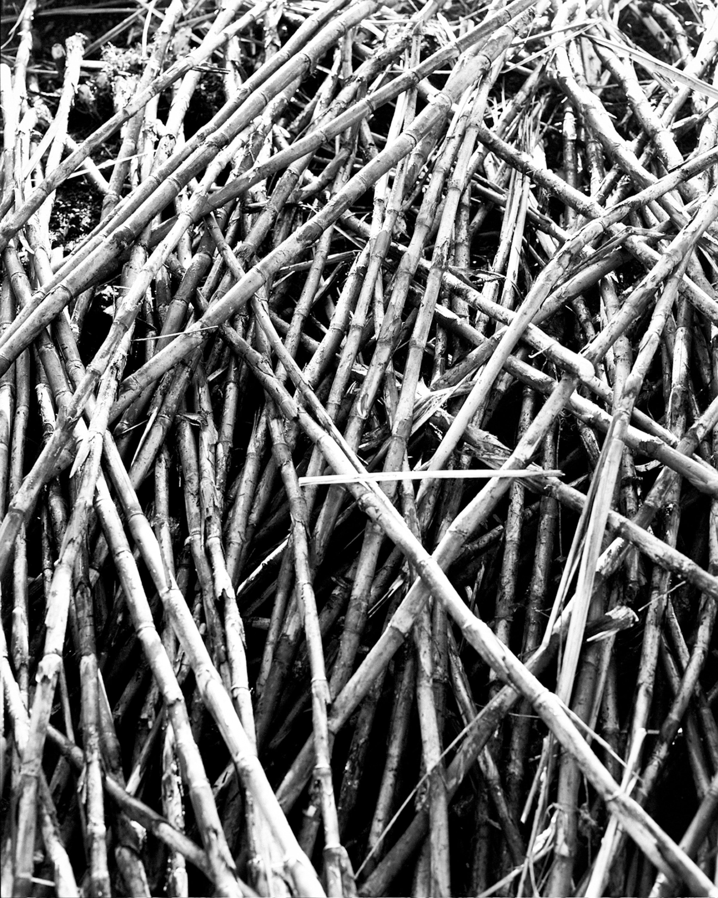 Sugar | Mauritius | Telegraph Magazine | Jenny Zarins